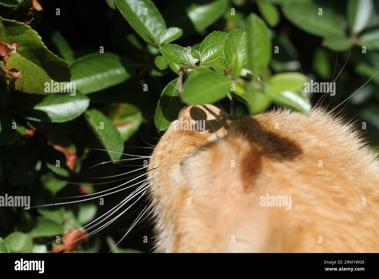 ginger cat outdoors with green plants garden Stock Photo - Alamy