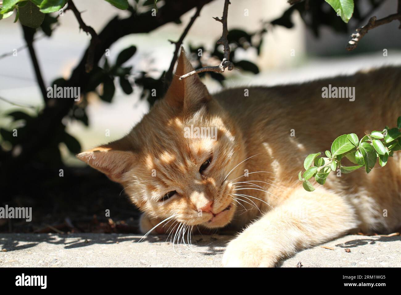 ginger cat outdoors with green plants garden Stock Photo - Alamy