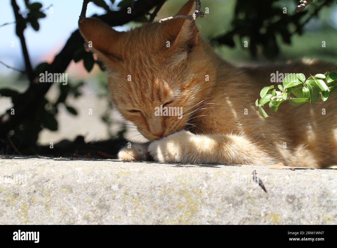 ginger cat outdoors with green plants garden Stock Photo - Alamy