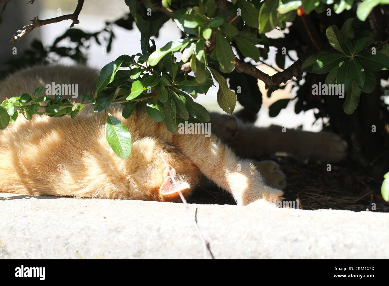 ginger cat outdoors with green plants garden Stock Photo - Alamy