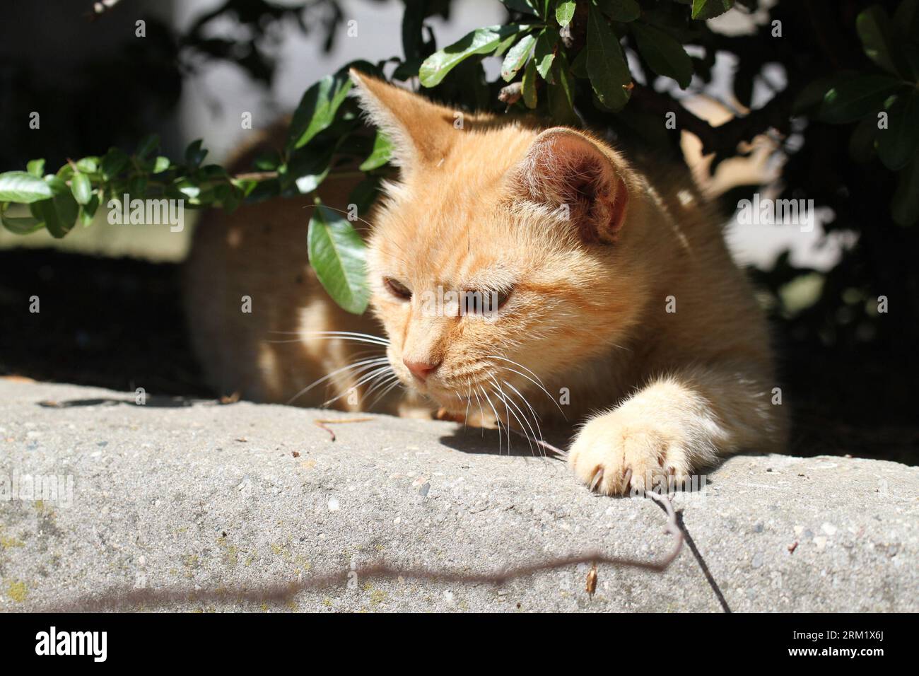 ginger cat outdoors with green plants garden Stock Photo - Alamy