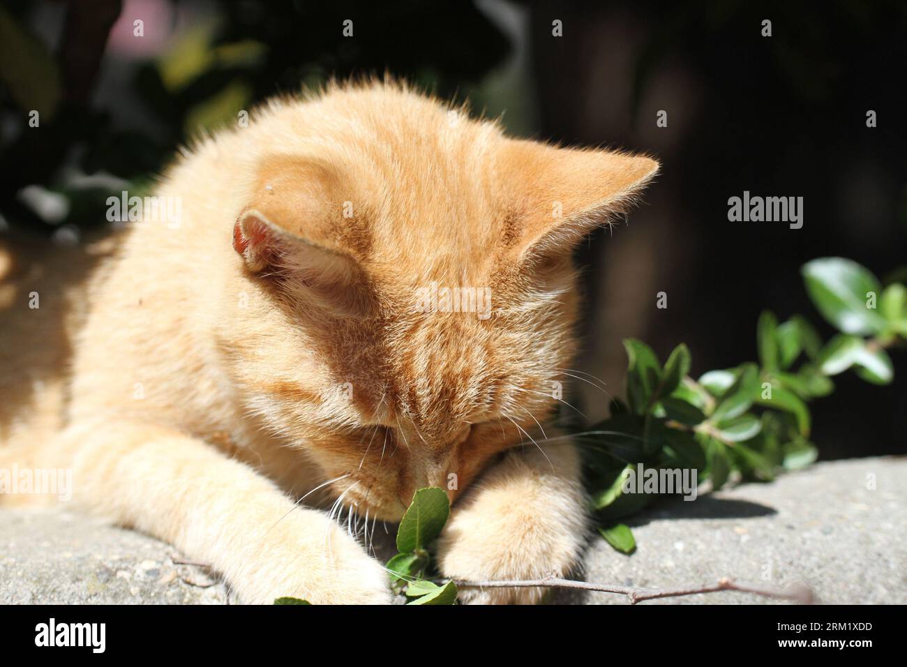 ginger cat outdoors with green plants garden Stock Photo - Alamy
