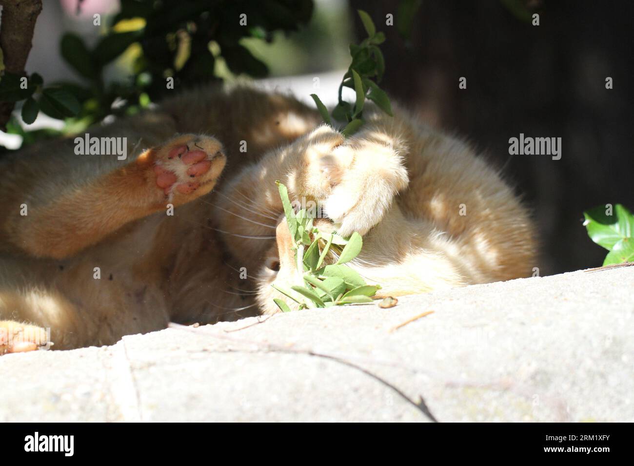 ginger cat outdoors with green plants garden Stock Photo - Alamy
