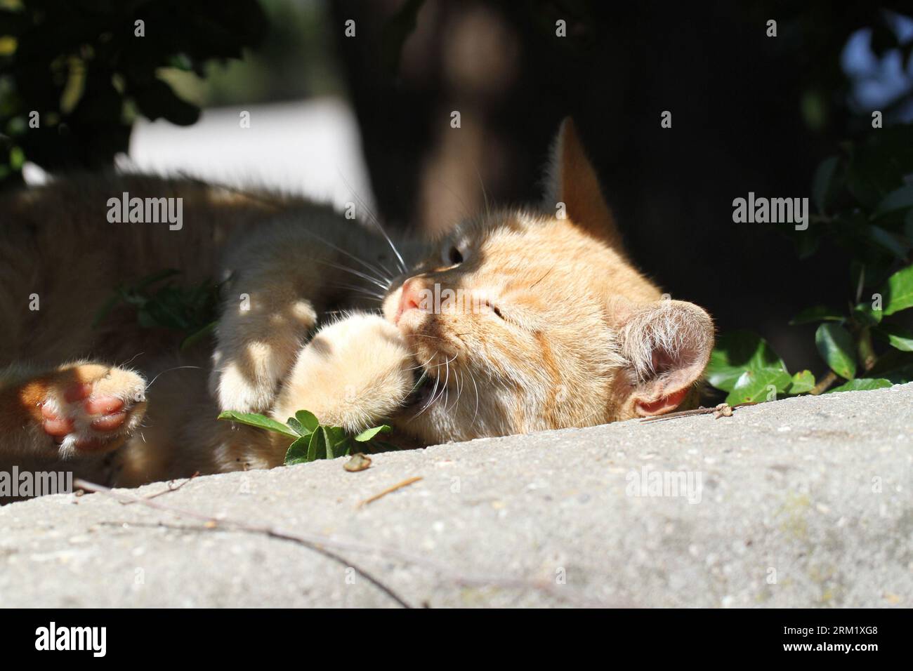 ginger cat outdoors with green plants garden Stock Photo - Alamy