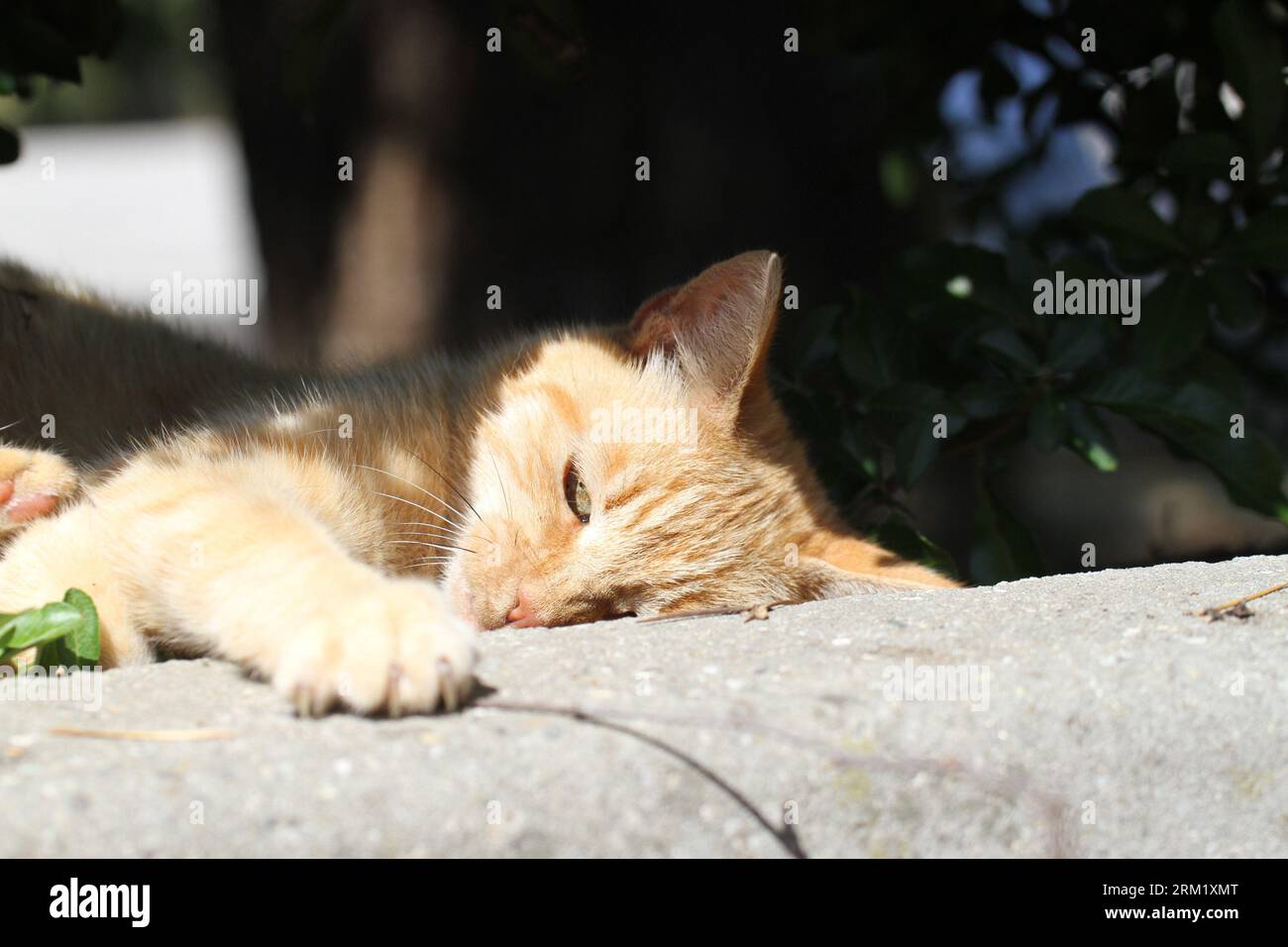 ginger cat outdoors with green plants garden Stock Photo - Alamy
