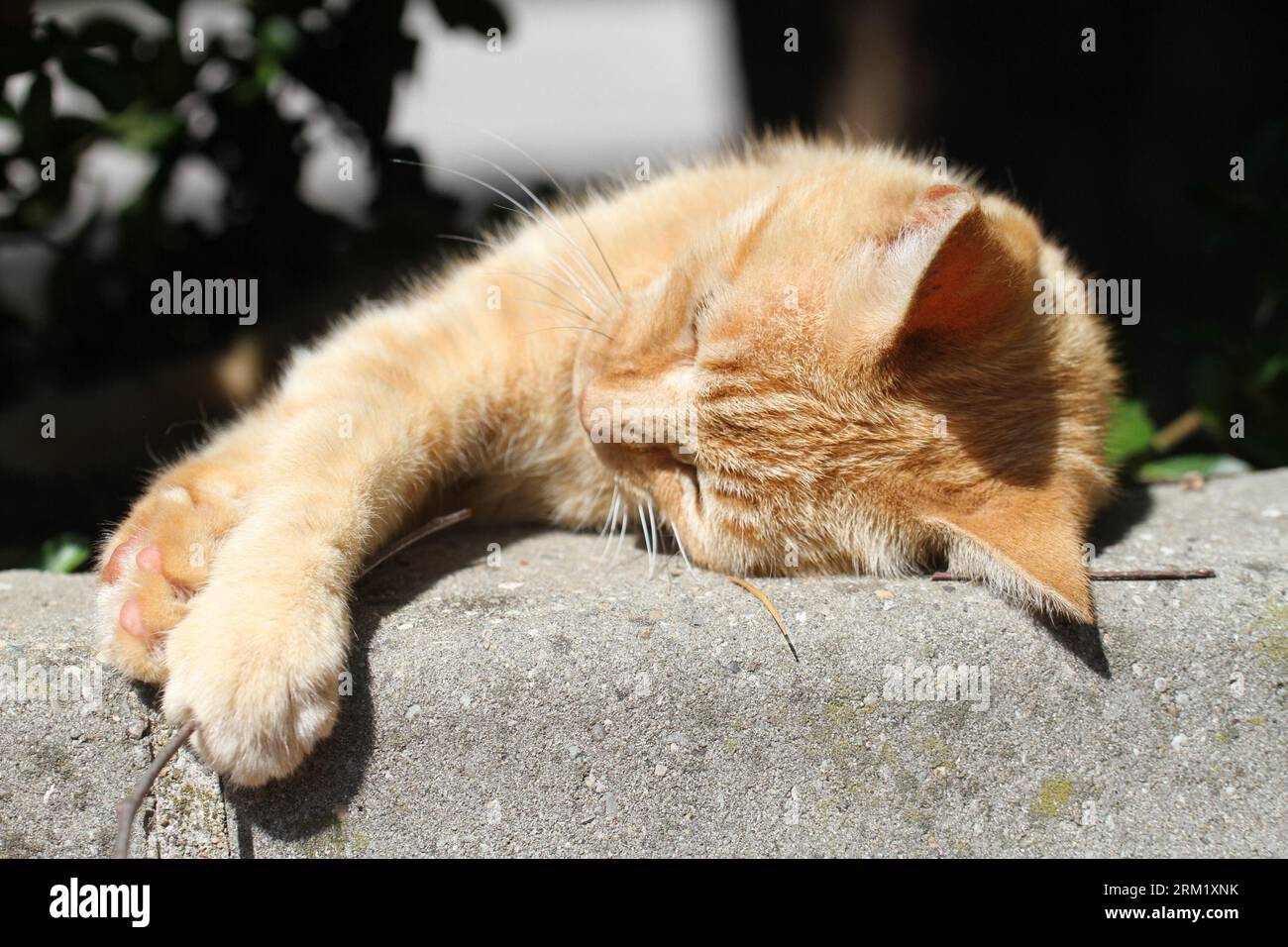 ginger cat outdoors with green plants garden Stock Photo - Alamy