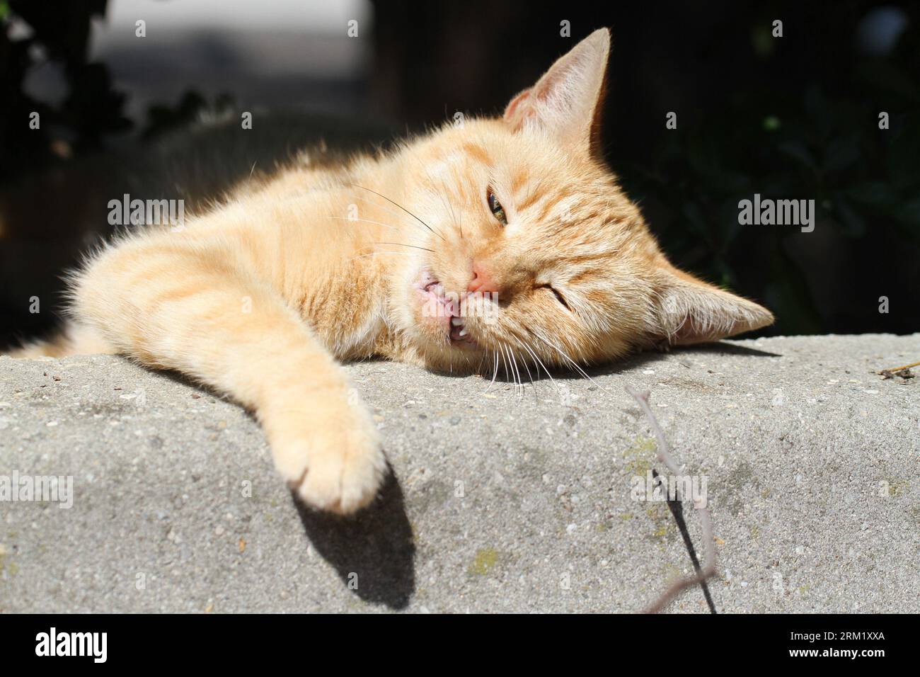 ginger cat outdoors with green plants garden Stock Photo - Alamy