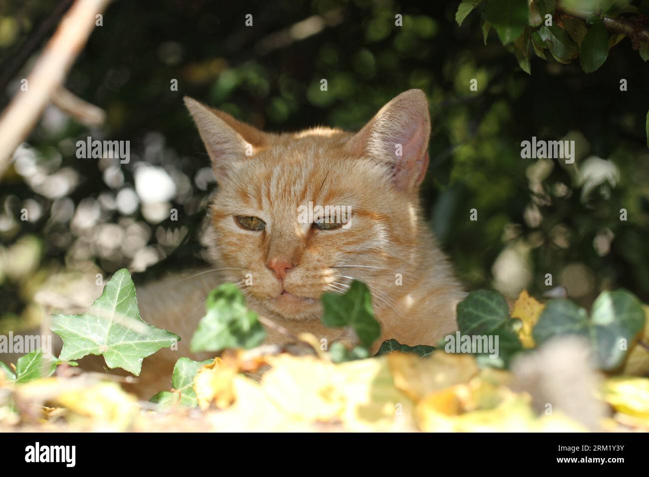 ginger cat outdoors with green plants garden Stock Photo - Alamy