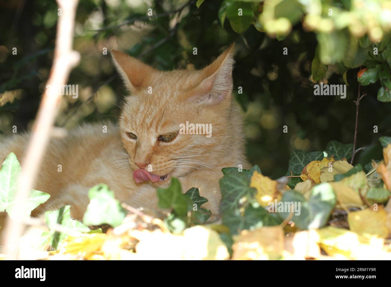 ginger cat outdoors with green plants garden Stock Photo - Alamy