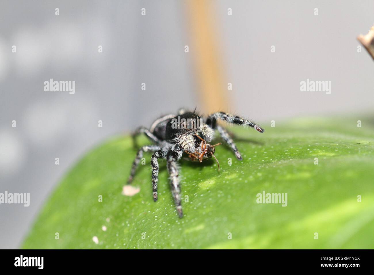 jumping spider with fly meal phidippus carneus Stock Photo - Alamy