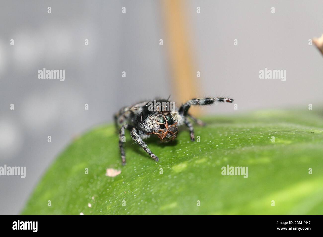jumping spider with fly meal phidippus carneus Stock Photo - Alamy