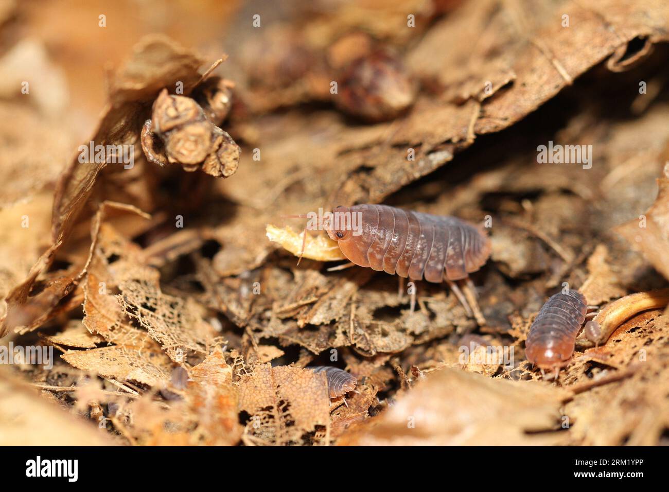 isopods woodlouse pill bugs merulanella sp vietnam Stock Photo - Alamy