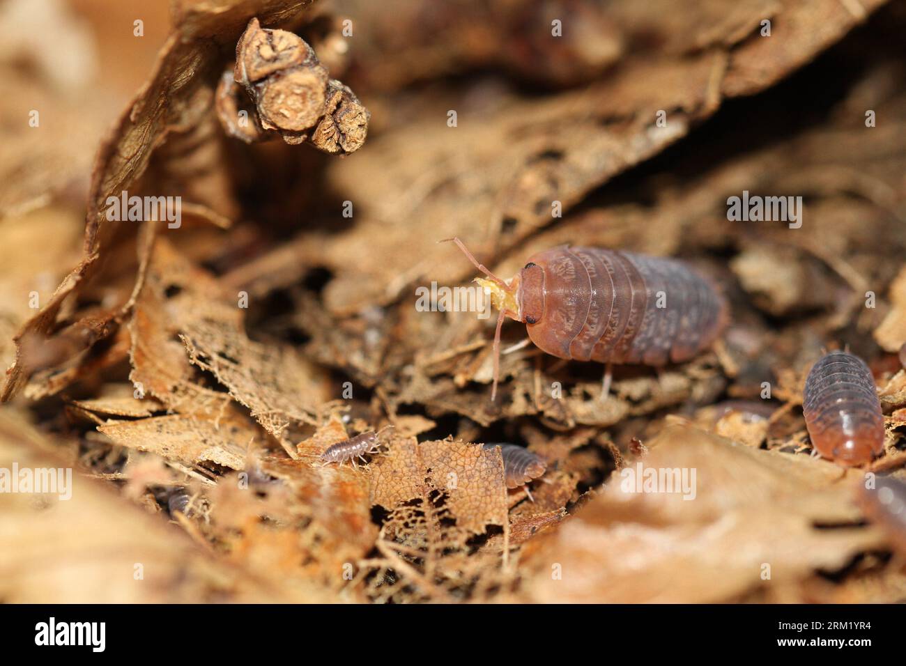 isopods woodlouse pill bugs merulanella sp vietnam Stock Photo - Alamy