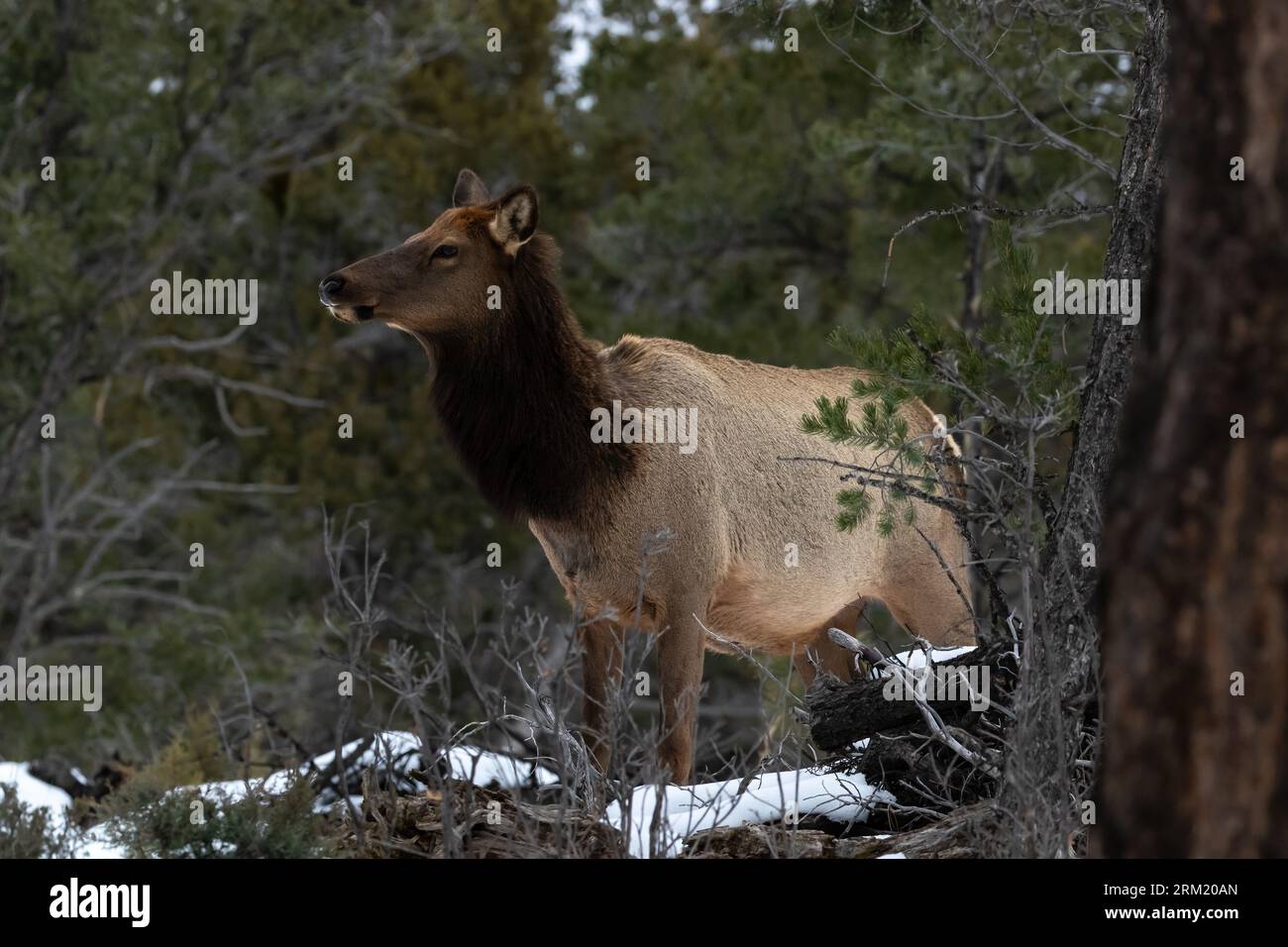Mule deer (Odocoileus hemionus) standing in forest at Grand Canyon ...