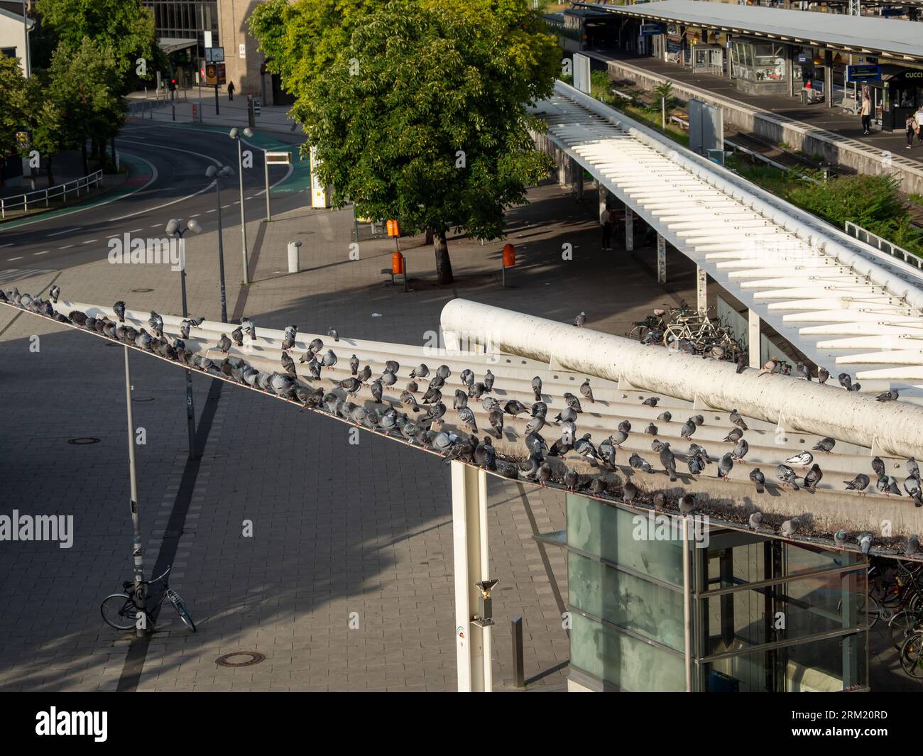 Lots of pigeons on the roof of the station. City birds at the station ...