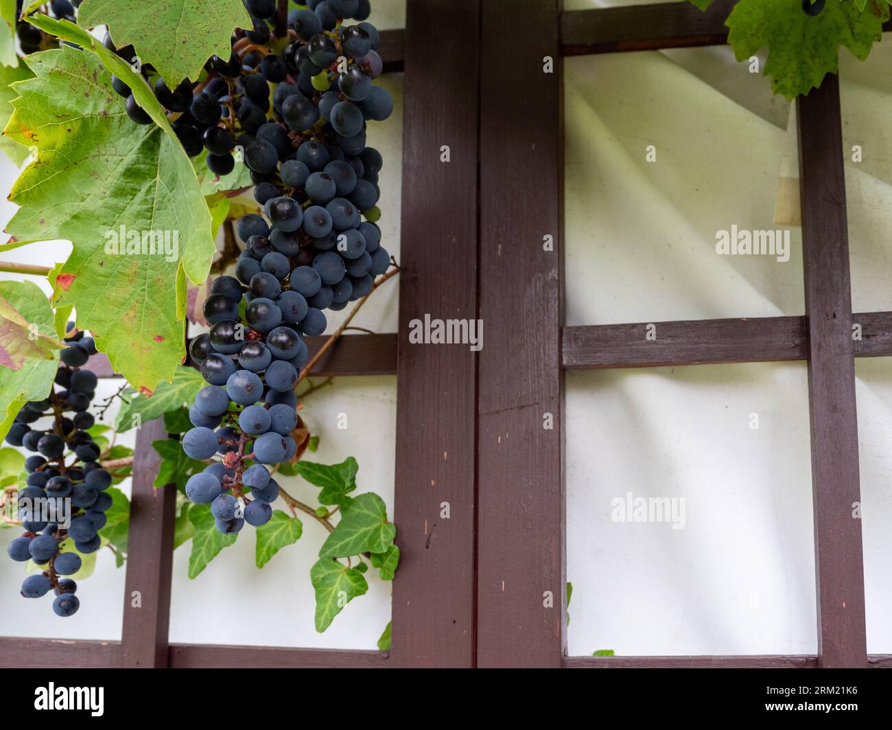 Grapes bush hi-res stock photography and images - Alamy