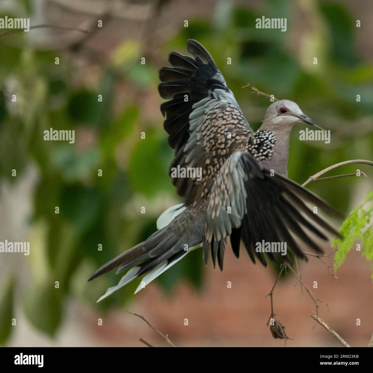 The spotted dove (Spilopelia chinensis) is a small and somewhat long ...