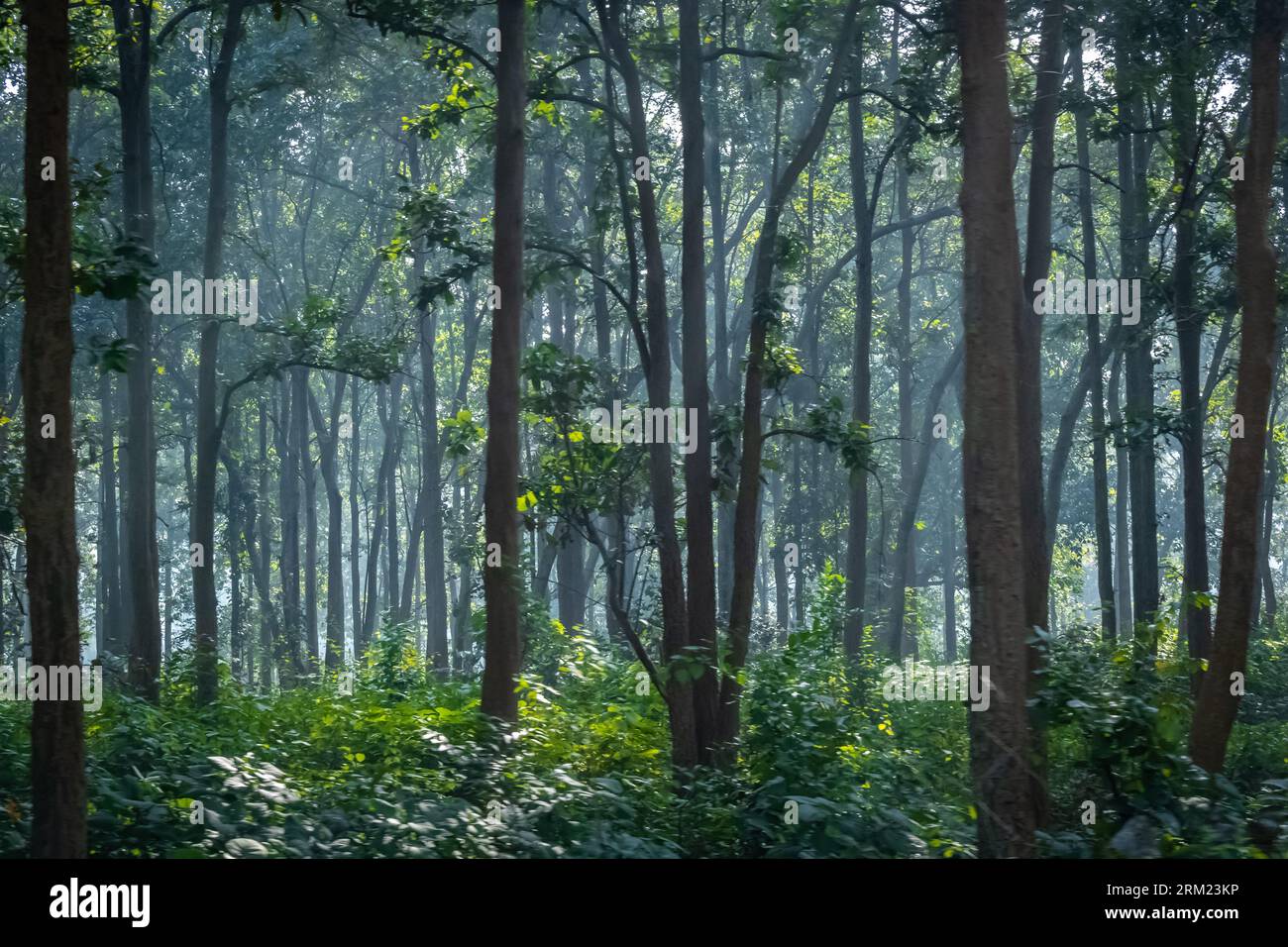 Few sunlight hi-res stock photography and images - Alamy