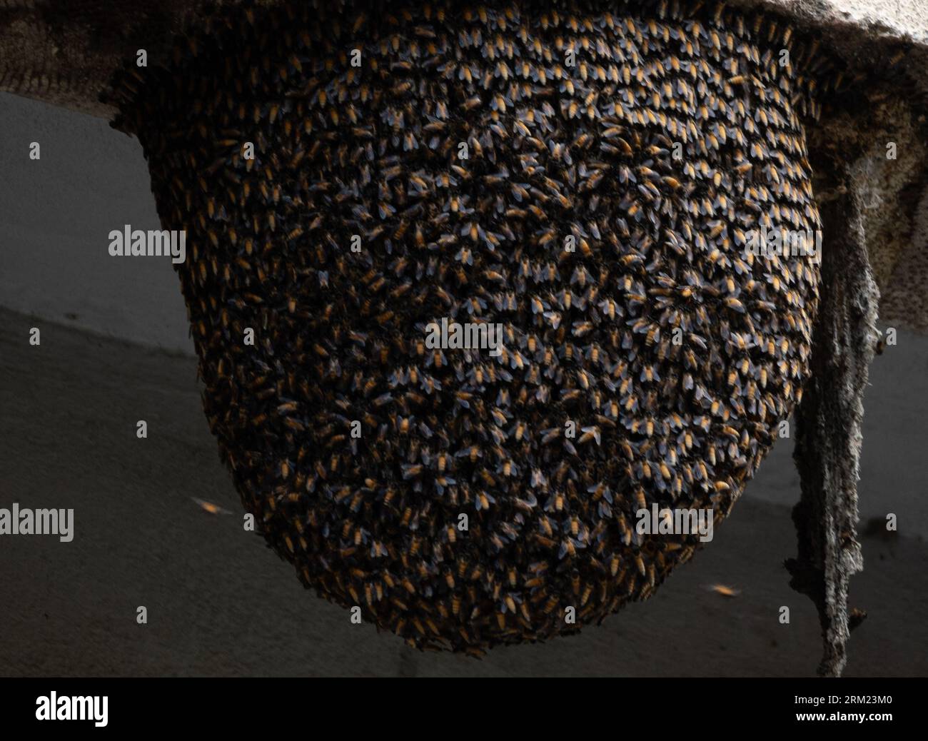 A honeycomb is a mass of hexagonal prismatic cells built from wax by ...