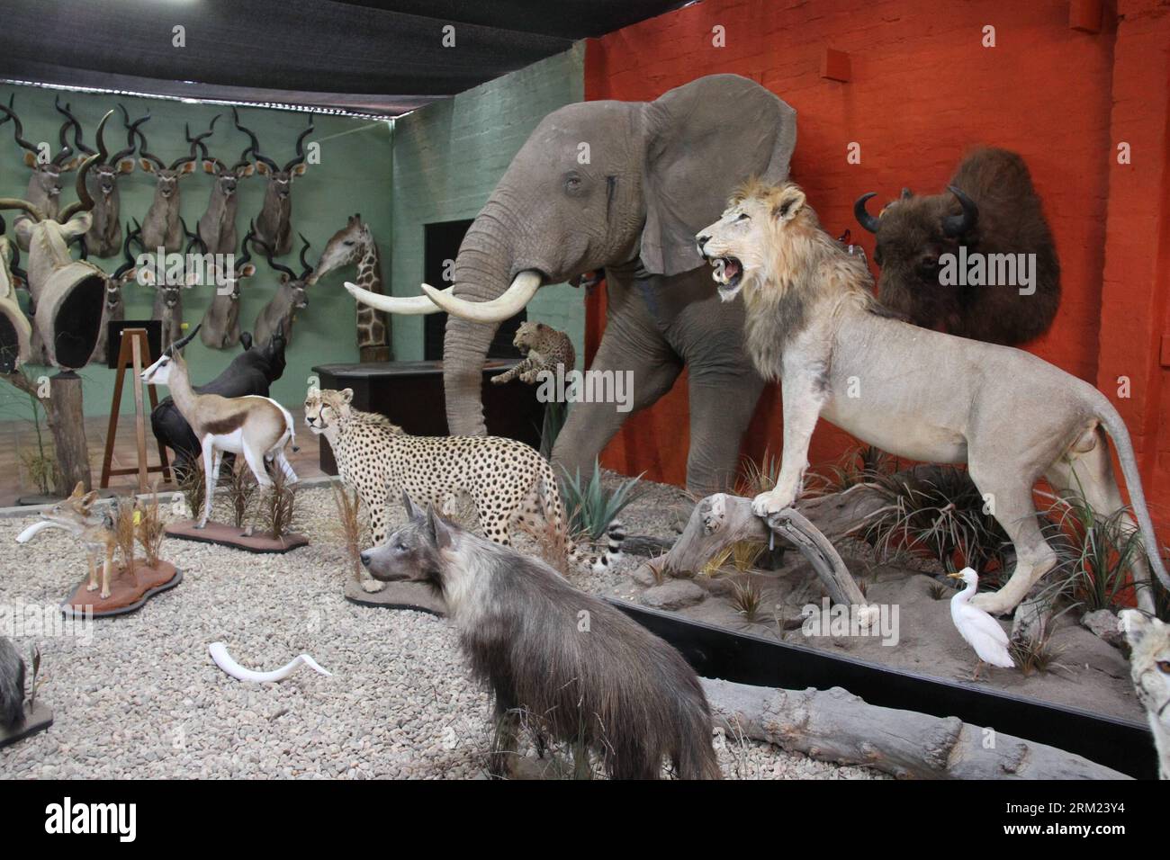 Taxidermy displays hi-res stock photography and images - Alamy