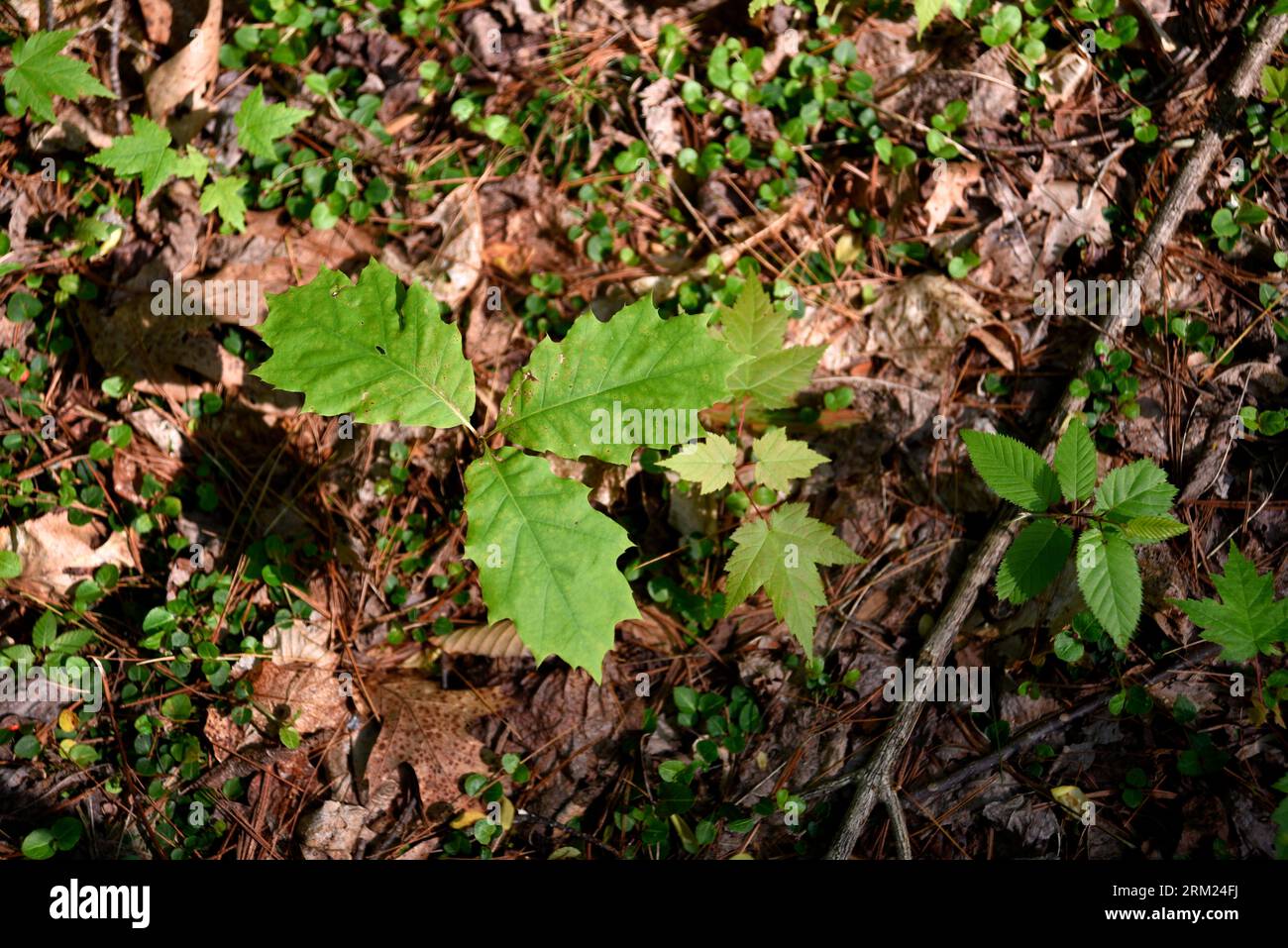 An oak tree seedling grows on an Appalachian mountain forest in ...