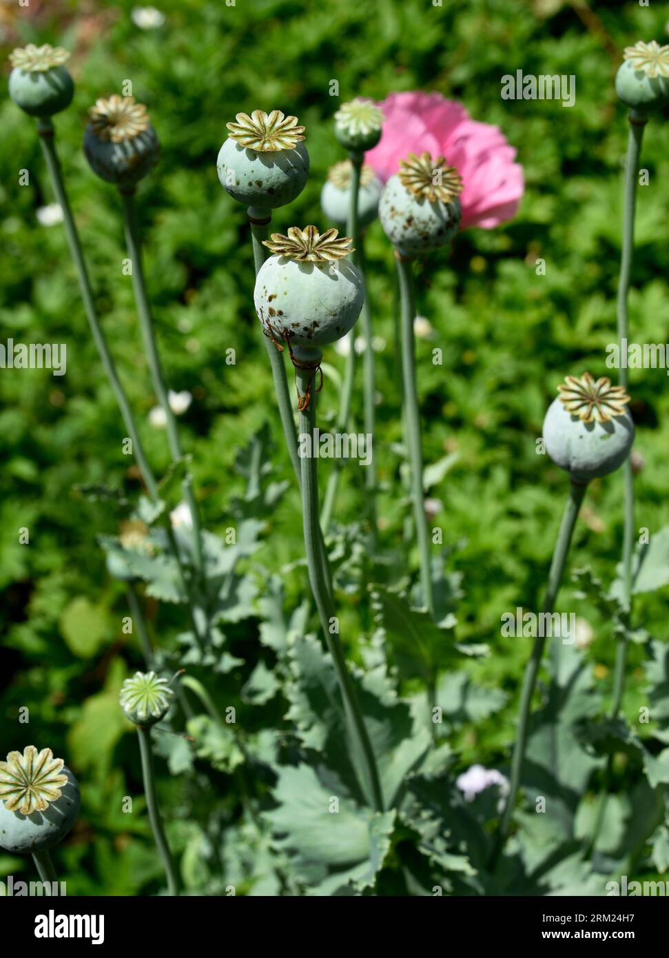 An opium poppy (Papaver somniferum) growing in a backyard garden in ...
