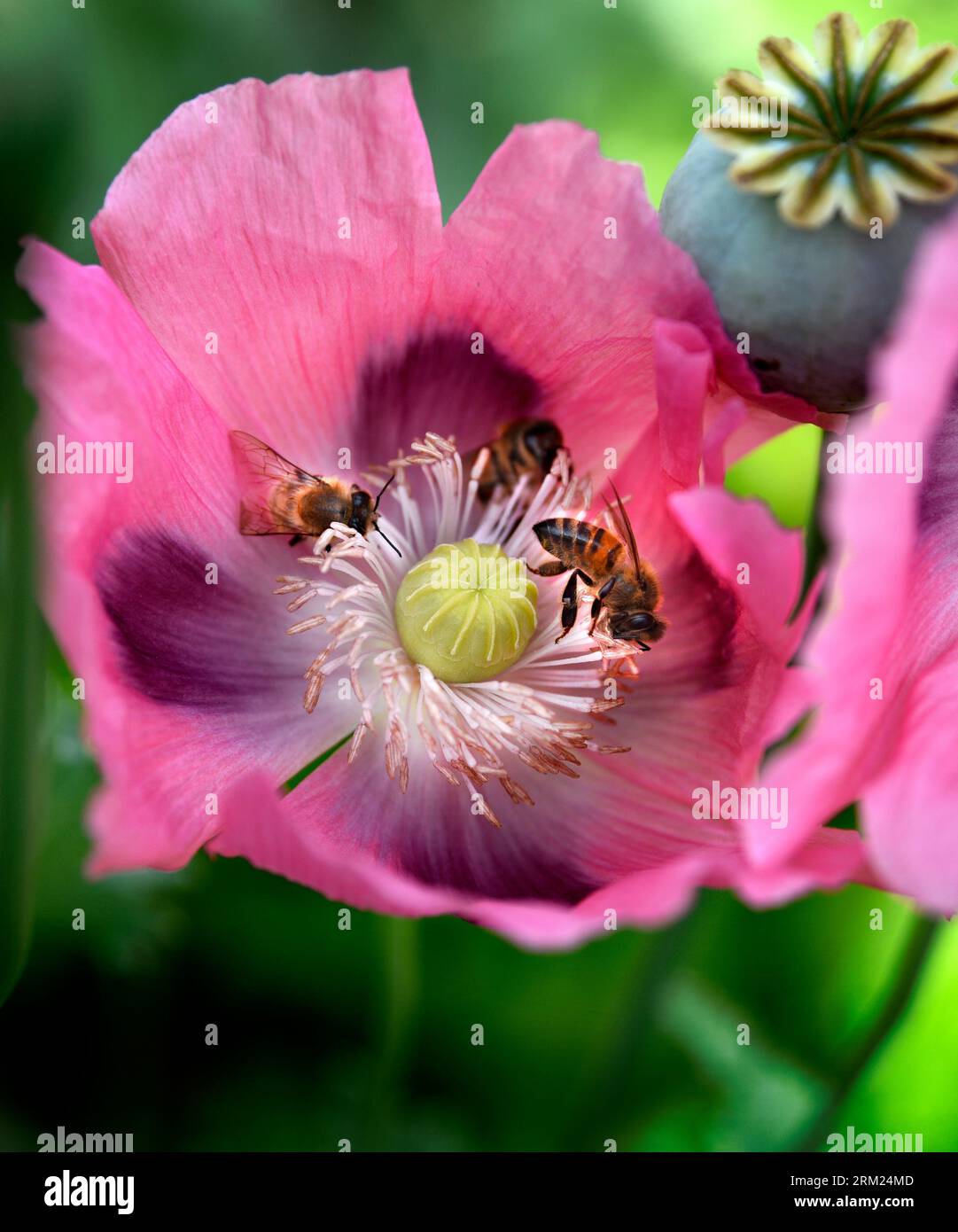 Honey bees feed on an opium poppy (Papaver somniferum) growing in a ...