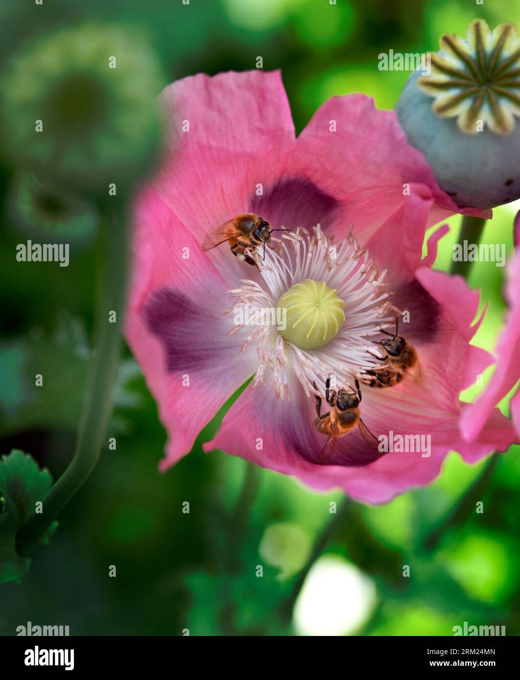 Honey bees feed on an opium poppy (Papaver somniferum) growing in a ...