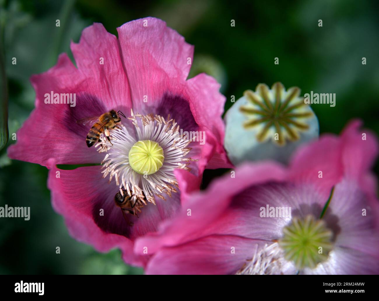 Honey bees feed on an opium poppy (Papaver somniferum) growing in a ...
