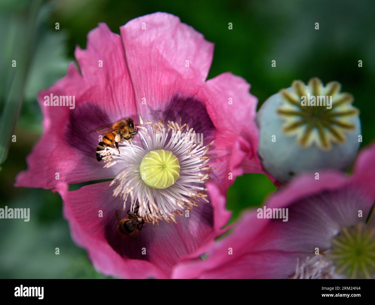 Honey bees feed on an opium poppy (Papaver somniferum) growing in a ...