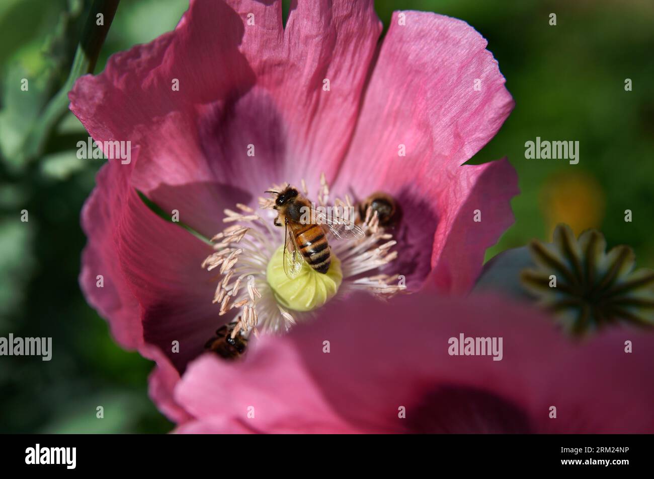 Honey bees feed on an opium poppy (Papaver somniferum) growing in a ...