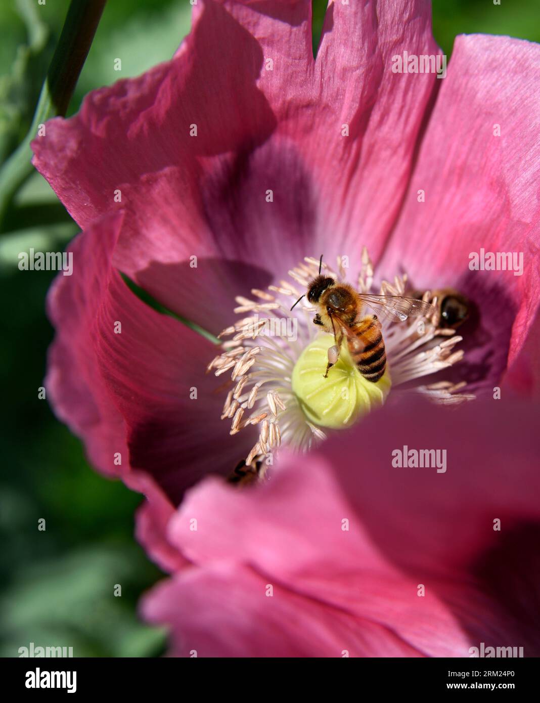 Honey bees feed on an opium poppy (Papaver somniferum) growing in a ...