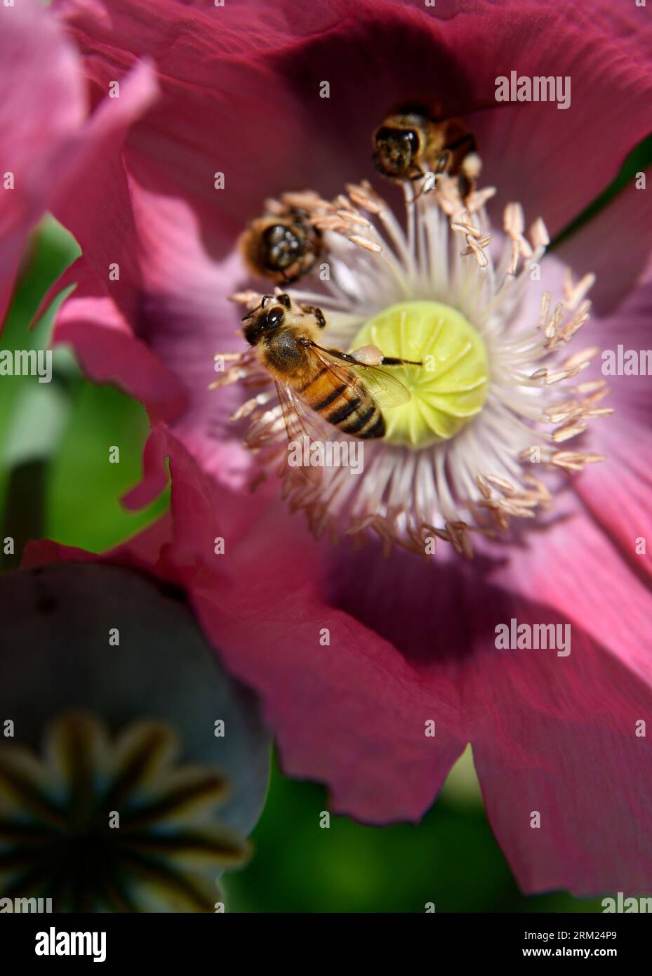 Honey bees feed on an opium poppy (Papaver somniferum) growing in a ...