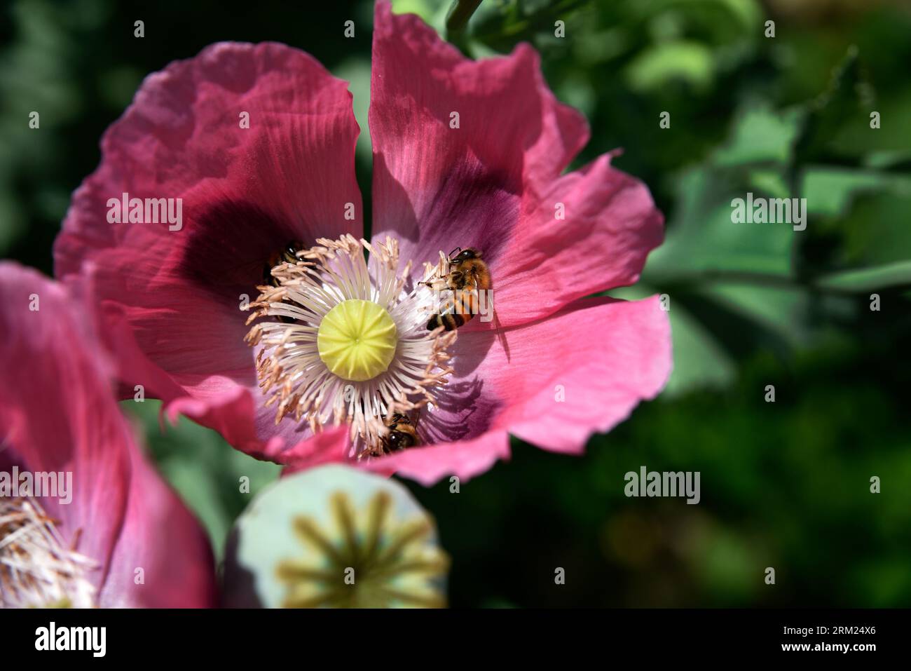 Honey bees feed on an opium poppy (Papaver somniferum) growing in a ...