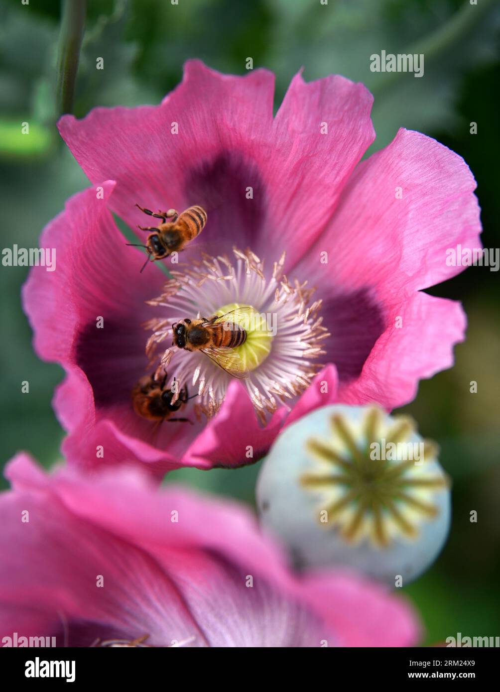 Honey bees feed on an opium poppy (Papaver somniferum) growing in a ...