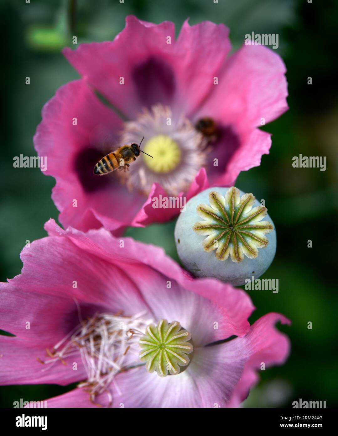 Honey bees feed on an opium poppy (Papaver somniferum) growing in a ...