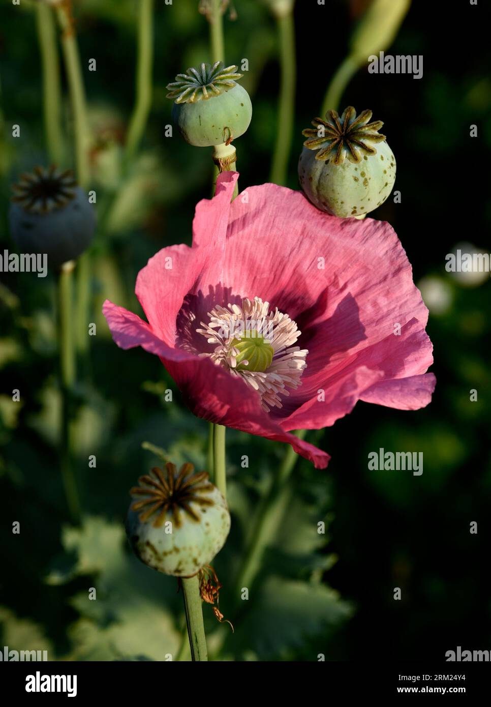 Growing in a backyard hi-res stock photography and images - Alamy