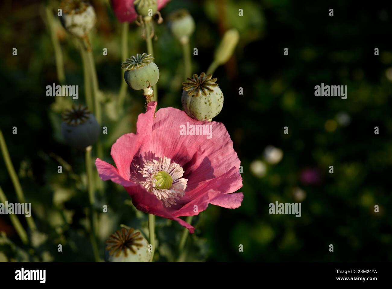 An opium poppy (Papaver somniferum) growing in a backyard garden in ...
