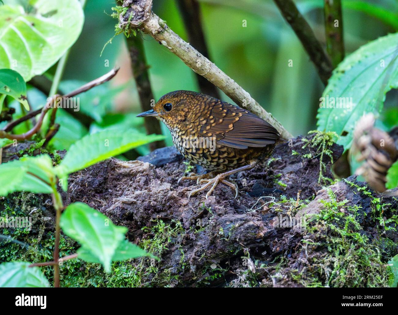 Pnoepyga pusilla hi-res stock photography and images - Alamy