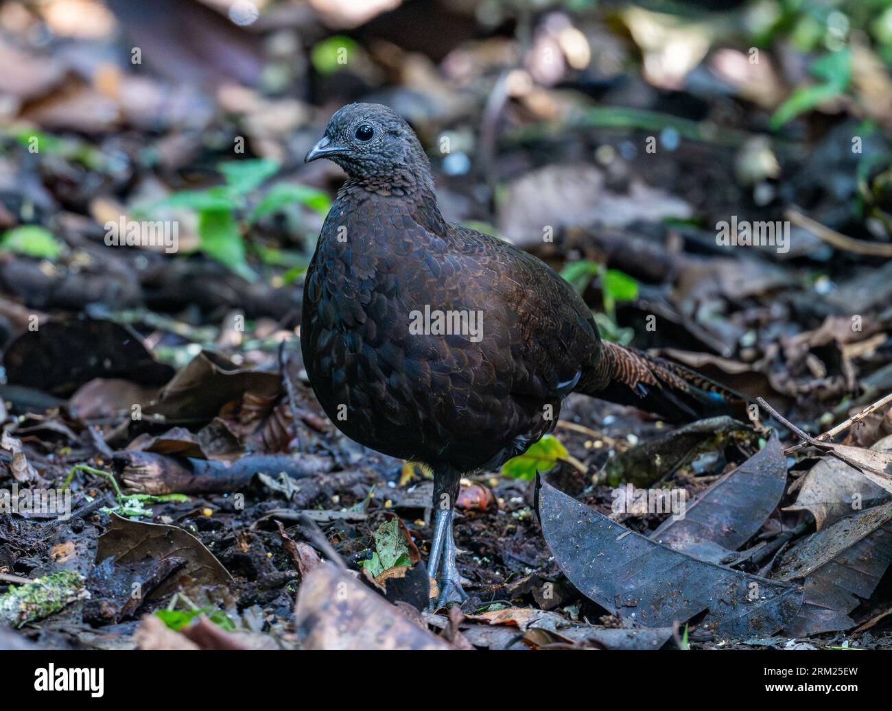 A Bronze-tailed Peacock-Pheasant (Polyplectron chalcurum) foraging on forest floor. Sumatra ...