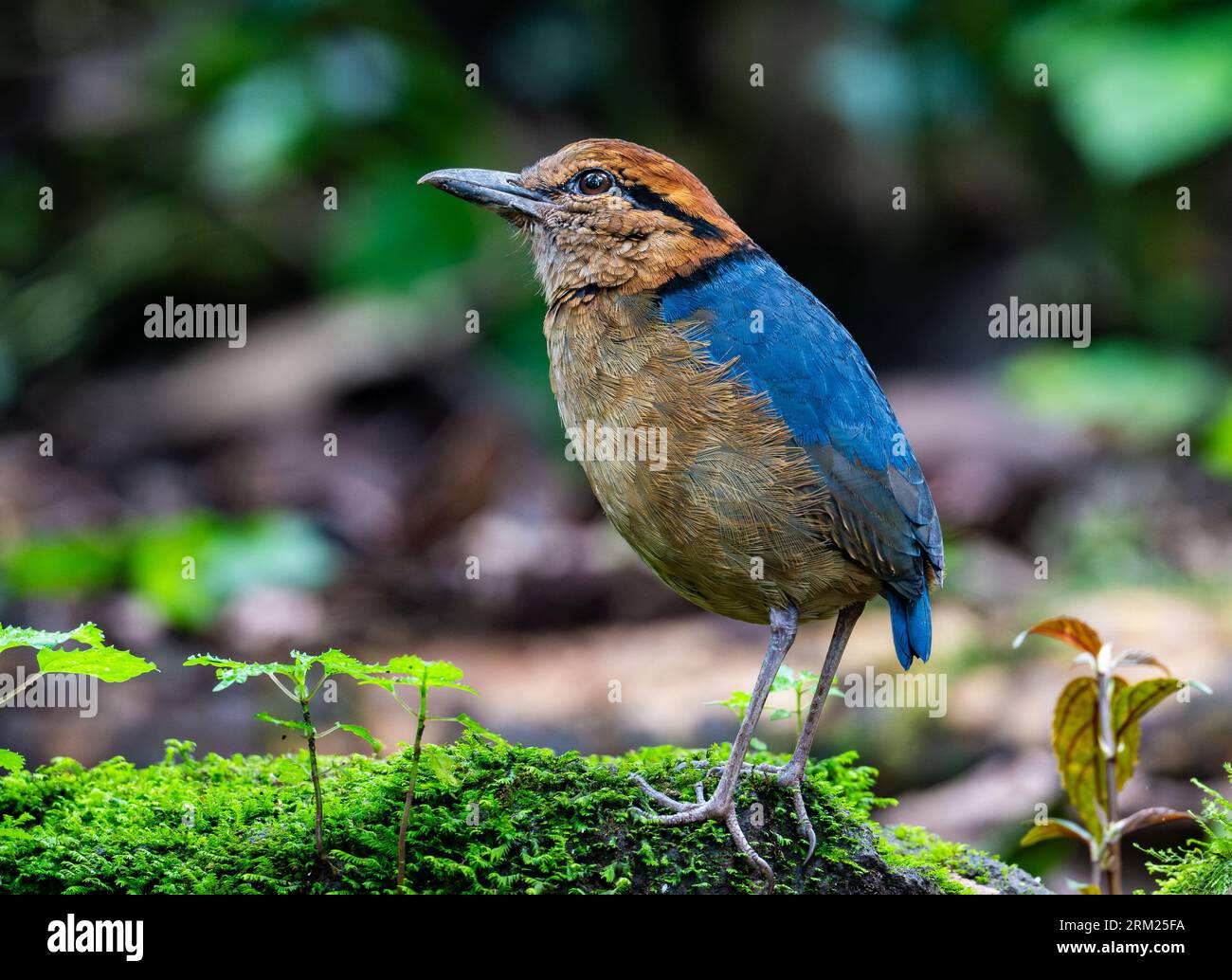 A male Schneider's Pitta (Hydrornis schneideri) foraging on forest ...