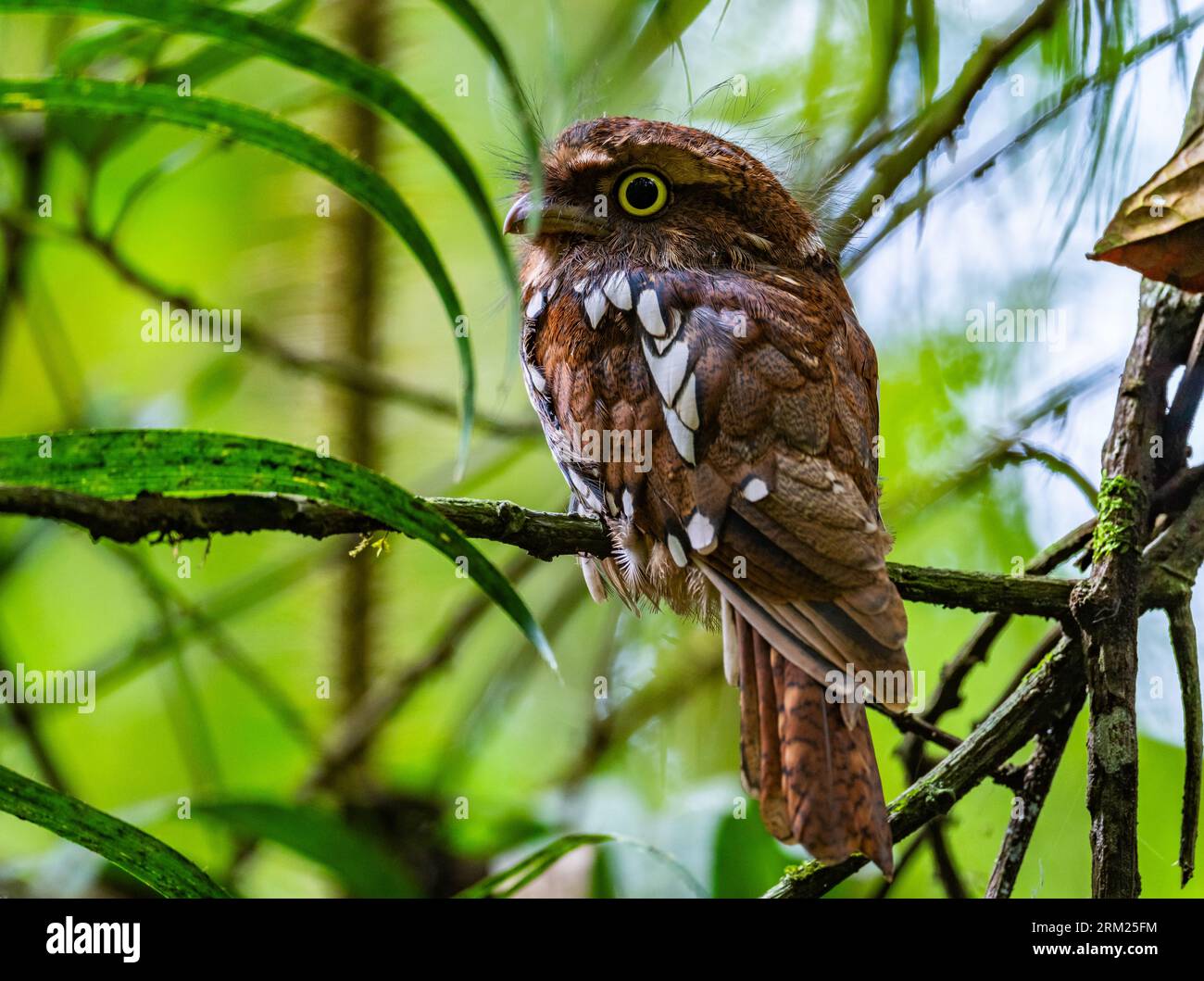 Sumatran bird hi-res stock photography and images - Alamy