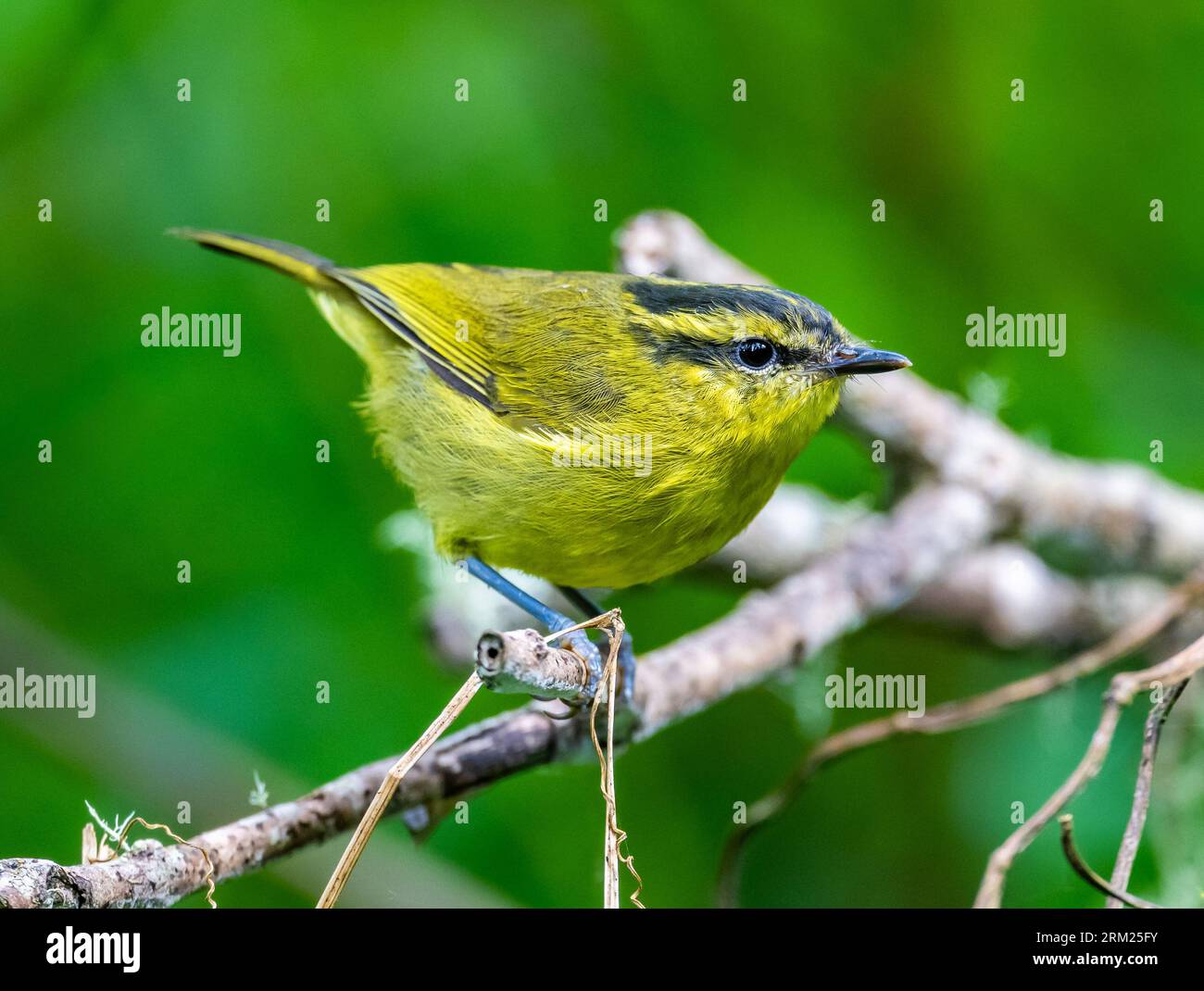 A Mountain Leaf Warbler (Phylloscopus trivirgatus) perched on a branch. Sumatra, Indonesia Stock ...