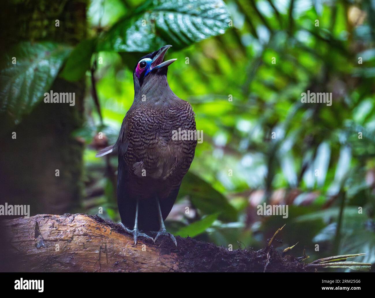 A critically endangered Sumatran Ground-Cuckoo (Carpococcyx viridis ...