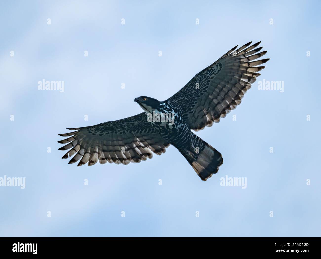 A Blyth's Hawk-Eagle (Nisaetus alboniger) flying in sky. Sumatra ...
