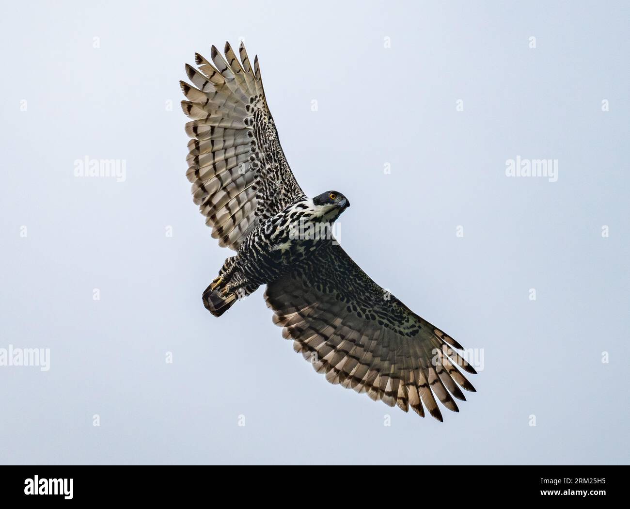 Blyths hawk eagle hi-res stock photography and images - Alamy