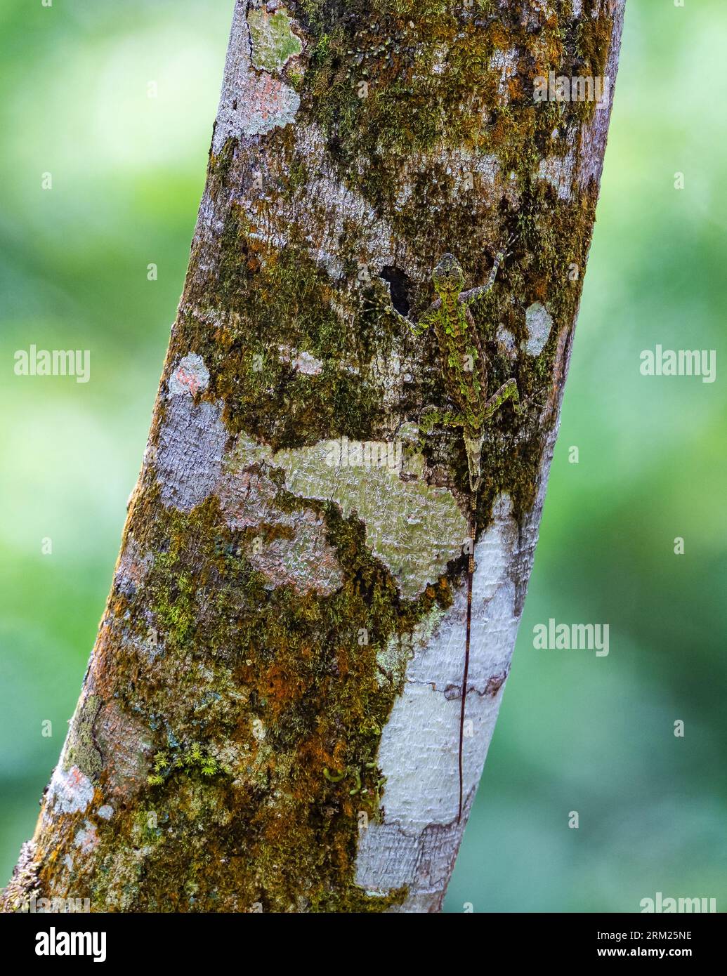 A Black-barbed Flying Dragon lizard (Draco melanopogon) perfectly ...
