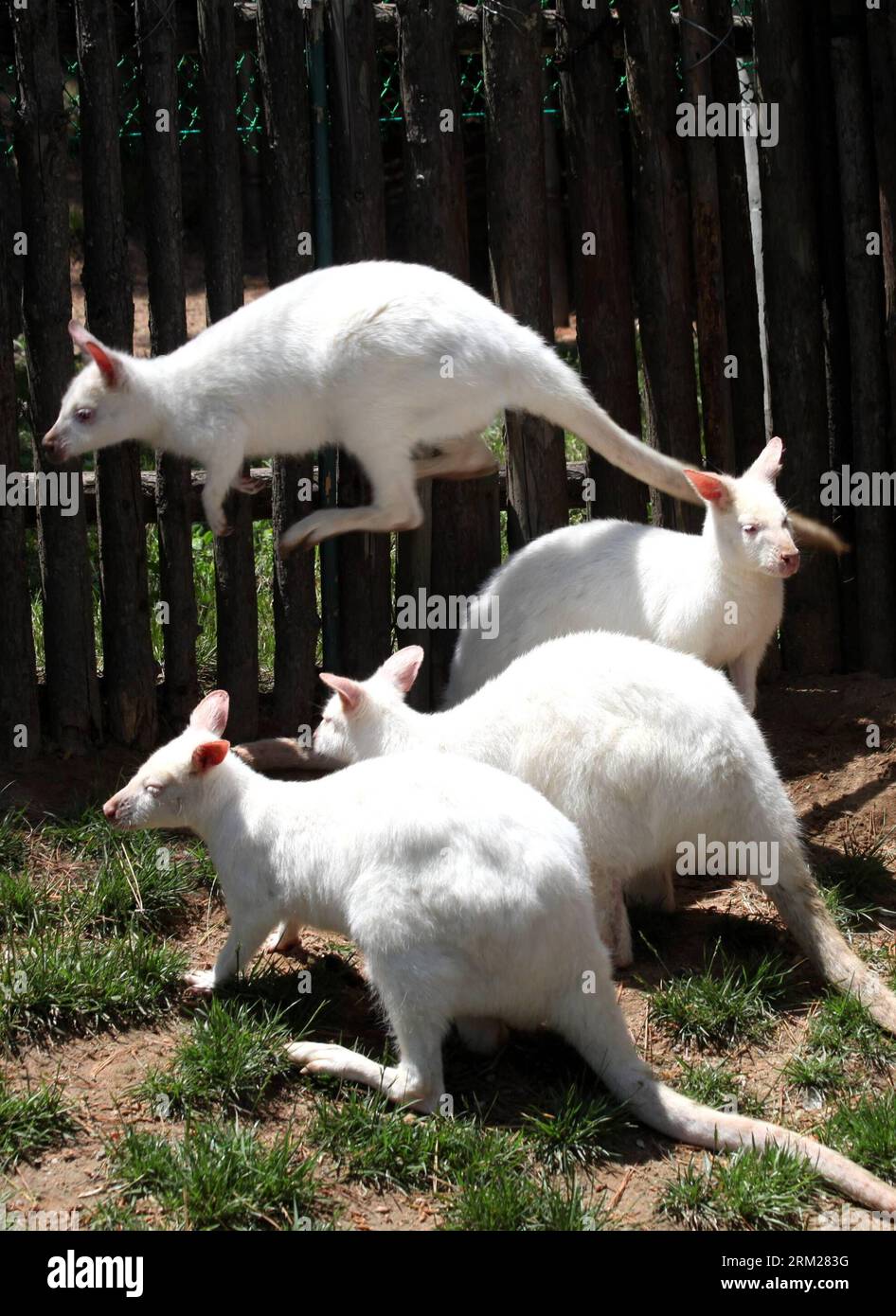 Albinismus tier hi-res stock photography and images - Alamy