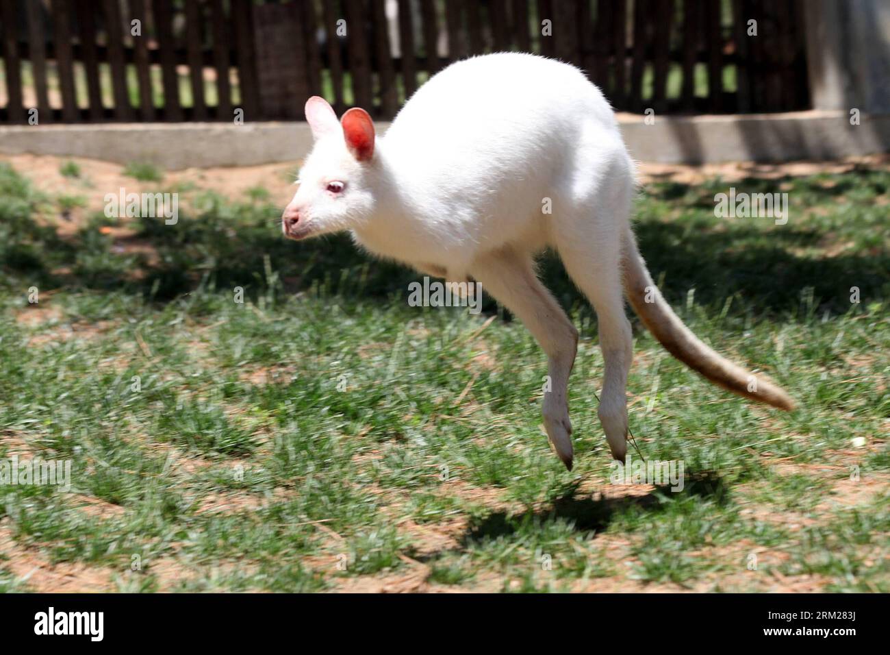 Albinismus tier hi-res stock photography and images - Alamy