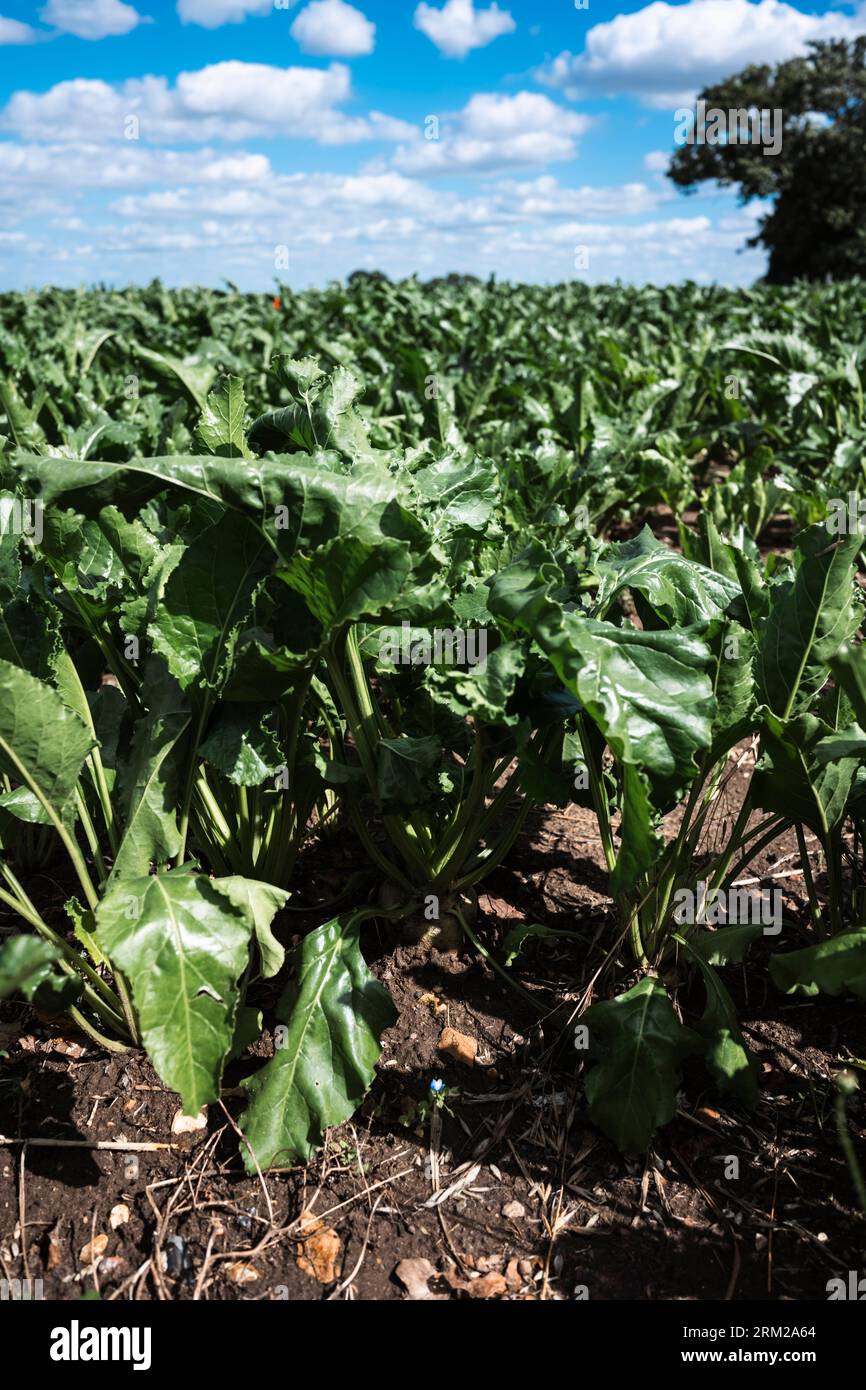 Beetroot growing garden uk hi-res stock photography and images - Alamy